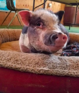 Donation to Isabella the Pig – Pigs & Pugs Project