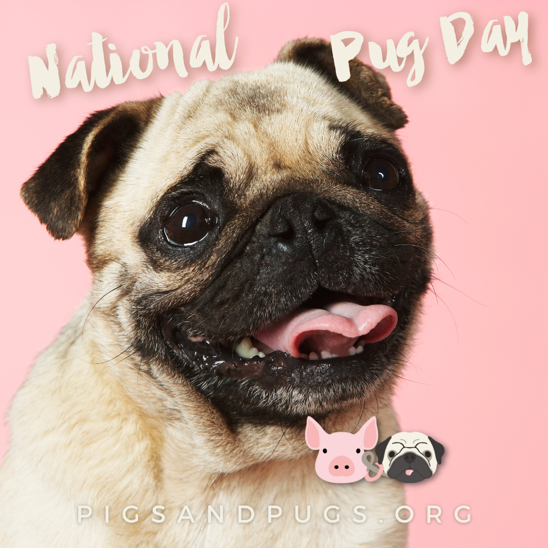 Fall 2023 Micro-Grants – Pigs & Pugs Project