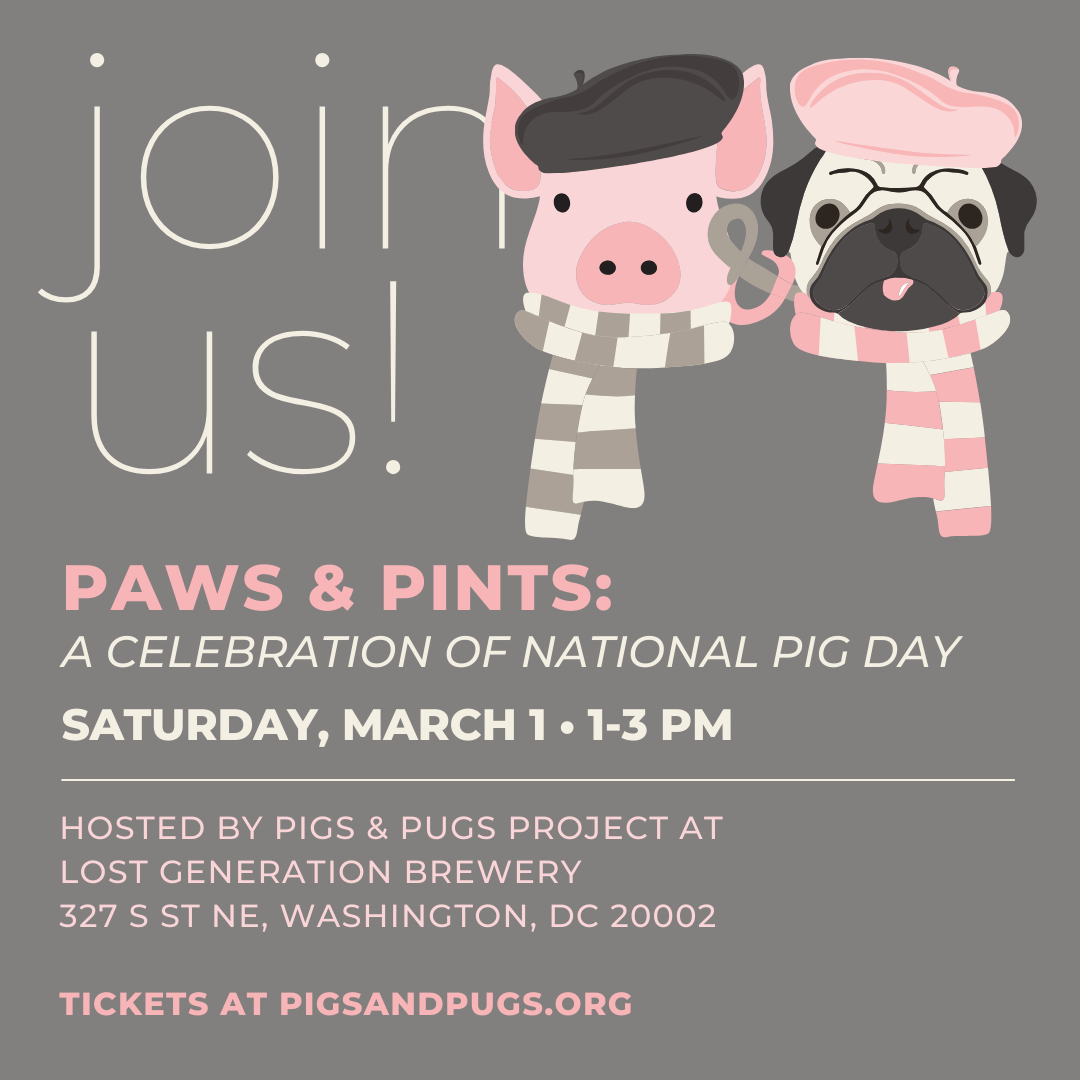 Paws & Pints: A National Pig Day Celebration – Pigs & Pugs Project