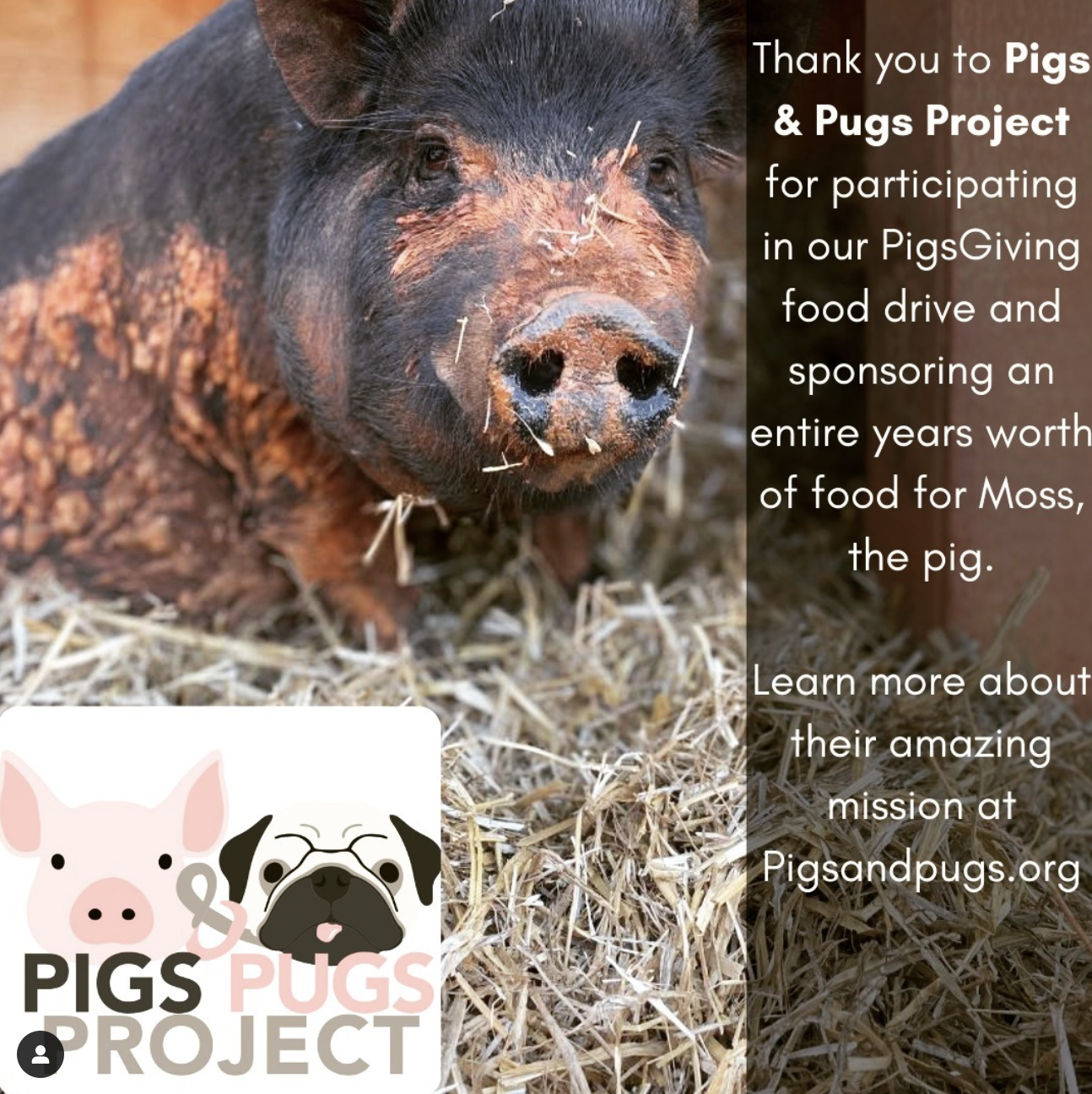 Feeding a Pig for One Year – Pigs & Pugs Project